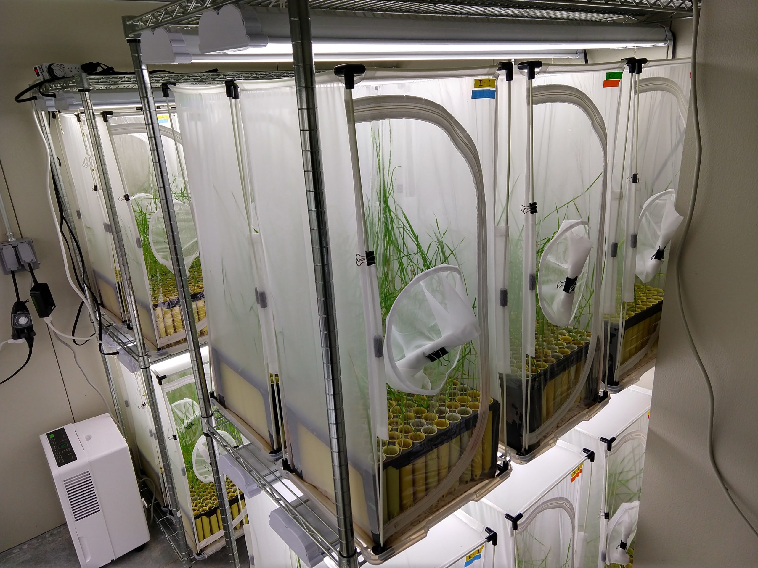 Research – Strauss Lab at UGA